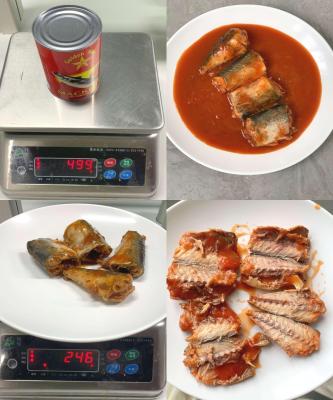 China Varies By Product Mackerel Fish Fresh Frozen Whole And Fillet Options Ideal For Seafood Importers And Foodservice Providers for sale