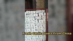 Fresh Garlic Bulk from China Farm Direct Supply White Garlic Demo