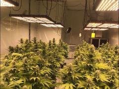 Dimmer 720w Pro Samsung Grow Light Application Introduction Video