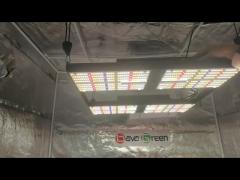 o diodo emissor de luz do watt 1248umol/s Samsung da placa 480 do quantum 4x4 cresce claro para florescer
