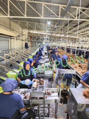Cina Macchina per la lavorazione del cocco per l'estrazione dell'olio 220V 380V 415V in vendita