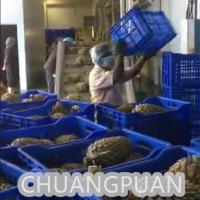 China Fully Automatic PLC Control Pineapple Processing Line For Pineapple Juice Jam Canned for sale