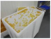 China Food Grade PP Plastic Softgel Drying Tray For Fast Drying for sale