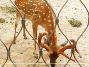 China Hand Woven Flexible Stainless Steel Rope Mesh with Customizable Boundary Dimensions for Balustrade and Zoo Enclosures for sale