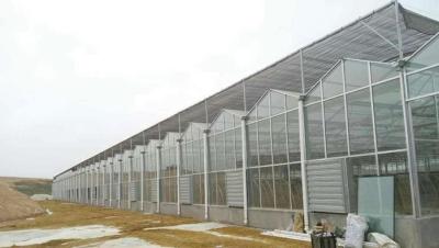 China Agricultural/Commercial/Industrial Plastic Multi-Span Film Greenhouse with Hydroponic System for sale