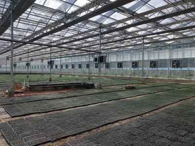 China Plastic/glass Greenhouse Greenhouse for Strawberries for sale