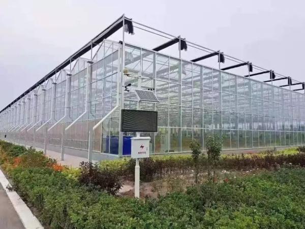 Quality Large Span Steel Frame Greenhouse for Agricultural Seedlings  Column-Free Design for sale