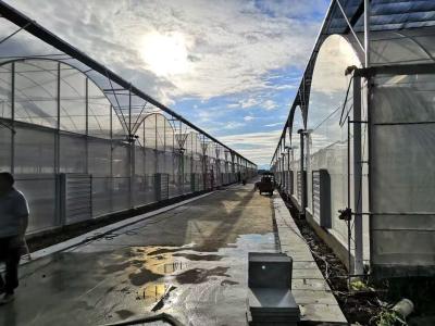 China Hot-dip Galvanized Steel Frame Multi-span Hydroponic Greenhouse with Smart Irrigation System for sale