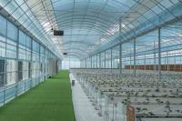 China Hot-Dip Galvanized Steel Multi-Span Commercial Greenhouse with Customizable Dimensions and Wind Resistance for sale