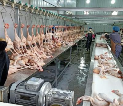 China Poultry Processing Machine PLC Control 3-5KW Motor Power High Efficient Chicken Duck Goose Slaughtering Production Line CE Certified for sale