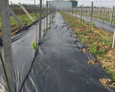 Cina erbaccia orticola Mats For Greenhouse del nero della copertura al suolo di 4m-6m in vendita