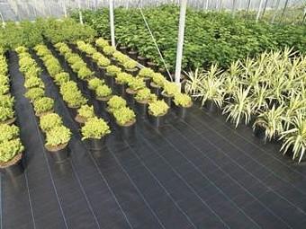 Cina erbaccia orticola Mats For Greenhouse del nero della copertura al suolo di 4m-6m in vendita