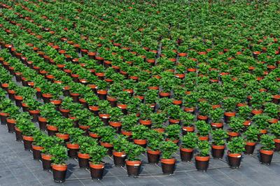 Cina erbaccia orticola Mats For Greenhouse del nero della copertura al suolo di 4m-6m in vendita