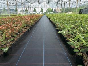 Cina Mesh Ground Cover Weed Mat di plastica nero 100g 14x14cm per le aziende agricole agricole in vendita