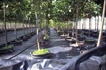 Cina Mesh Ground Cover Weed Mat di plastica nero 100g 14x14cm per le aziende agricole agricole in vendita