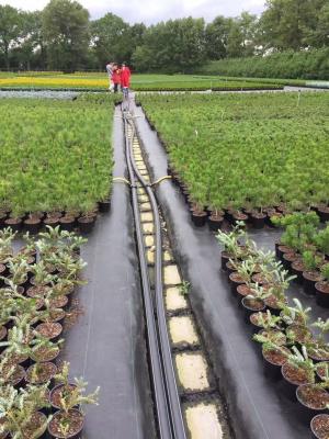 Cina membrana resistente della copertura di messa a terra del tessuto del diserbo di 125gsm 14x14 per la serra in vendita