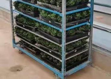 Cina Carrello olandese della pianta di HDG in vendita