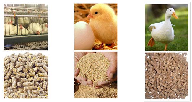animal feed production line
