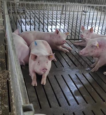 China Hot Dip Galvanized Steel Back Up Gestation Pens For Sows for sale