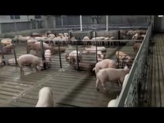 Hygienic Livestock Farm Equipment Galvanized Steel Fattening Pigs Cage