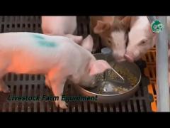 Farrowing Livestock Farm Equipment Galvanized Steel Adjustable For Swine