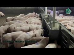 Auto Livestock Feeding Equipment Stainless Steel Anti Rust For Hog