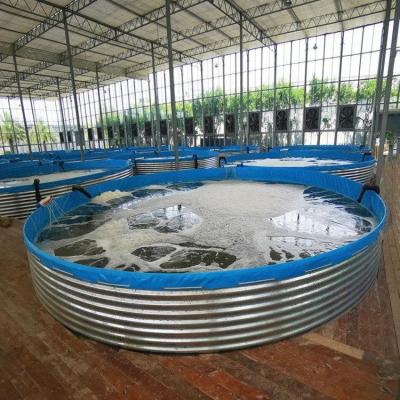 Cina Sistema di acquacoltura di ricircolo all' aperto / all' interno, vasca di allevamento di tilapia in vendita
