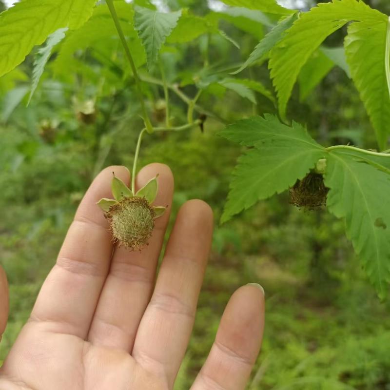 確認済みの中国サプライヤー - Wuhan Genus Technology Co.,Ltd