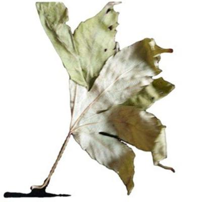 Quality Ellagic Acid Raspberry Keton Raspberry herb Pregnancy Tea dried raspberry leaves for sale