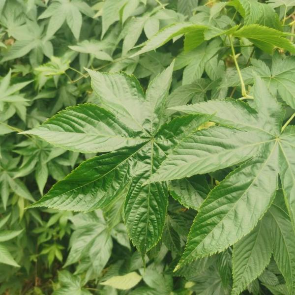 Quality Raspberry Sweet Leaf Non-Toxic High Sweetness and Low Calorie Natural Sweetener for sale