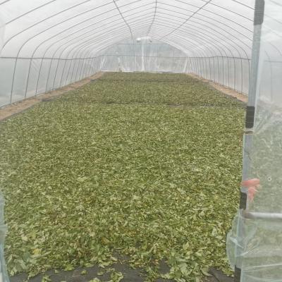 中国 ラズベリースイートリーフは、飲料、食品、ヘルスケア、美容、医薬品などの業界で広く使用されている天然植物甘味料にすることができます。 販売のため