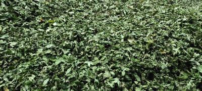 China Raspberry Sweet Tea Natural Plant Used for Food, Drink, Beauty and Eaten by Diabetics for sale