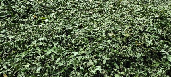 Quality Raspberry Sweet Tea Natural Plant Used for Food, Drink, Beauty and Eaten by for sale