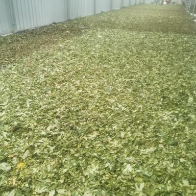 China Raspberry Leaf Can Lower Blood Lipid Levels, Blood Sugar Levels, and Delay Aging. It Has No Any Toxic Side Effects for sale