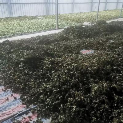China Himbeer-Süßblatt enthält extrem wertvolle medizinische Flavonoide, Polyphenole und Süßstoffe zu verkaufen