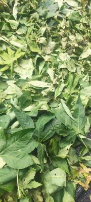 China Himbeere-Tee enthält Süßstoffe, Flavonoide und Catechine. zu verkaufen