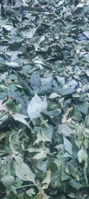 China Himbeereblatt kann den Blutdruck senken und ist ein natürlicher Süßstoff, Medizin, Zucker, Tee - alles in einem zu verkaufen