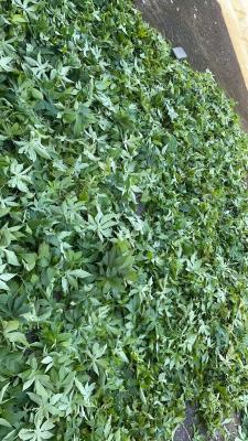 China Himbeere Süßblätter Nicht-toxisch Hohe Süße und kalorienarme natürliche Süßstoffe enthalten Flavonoide, Teepolyphnol und Rubusosid zu verkaufen