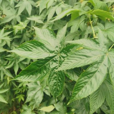 China Raspberry Leaf High Sweetness Low Calorie Non-Toxic and No Pesticide Residue Natural Plant Leaf for sale