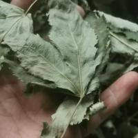 Quality Hot Healthy Herbal Tea Raspberry Leaves for Daily Drink Has an Auxiliary Effect for sale