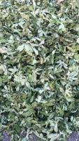 Quality Raspberry Leaf Can Lower Blood Lipid Levels, Blood Sugar Levels, and Delay Aging for sale