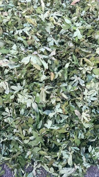 Quality Raspberry Leaf Can Lower Blood Lipid Levels, Blood Sugar Levels, and Delay Aging for sale
