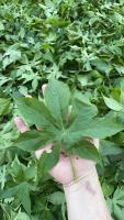 Quality Blackberry Leaf Natural Sweetener with High Sweetness, Widely Used in Drink, for sale