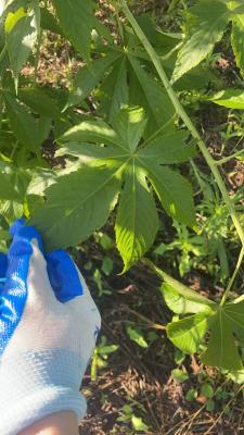 China Natural Sweet Tea Dried Raspberry Leaves Fu Peng Zi Ye Wholesale Chinese Herbal Tea for Healthy for sale