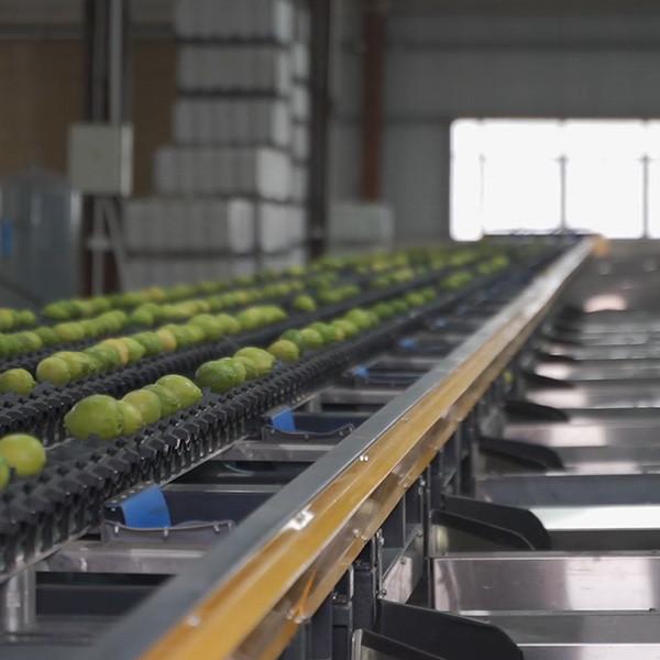 Vaglio della frutta ad alto rendimento di singolo Manica per i mandarini