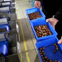 China In Shell Macadamia Nuts Sorting Machine Accurate Grading Sizing Simultaneously for sale