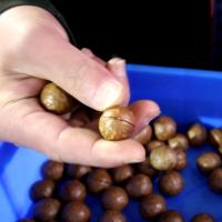 China High Accurate Macadamia Inshell Nuts Sorting Machine For Mass Production for sale