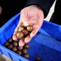 China High Accurate Macadamia Inshell Nuts Sorting Machine For Mass Production for sale
