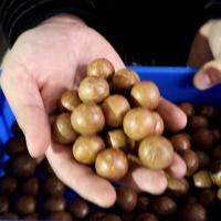 China High Accurate Macadamia Inshell Nuts Sorting Machine For Mass Production for sale