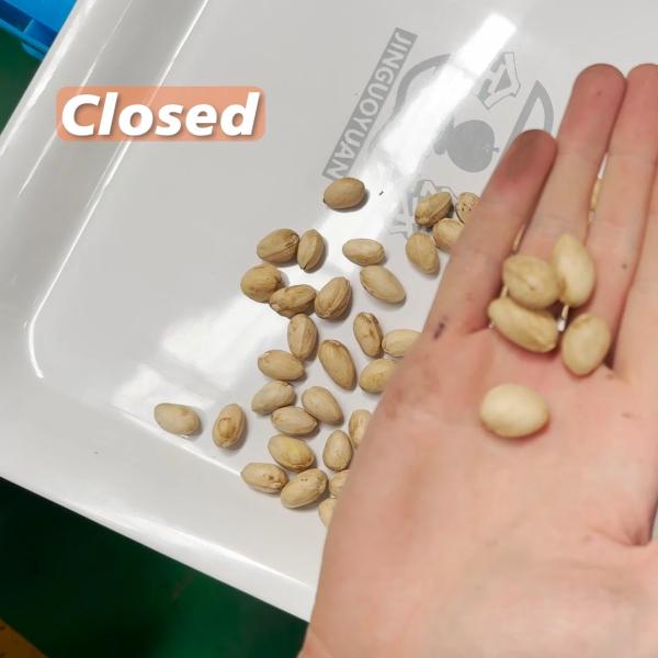 Un vaglio ad alto rendimento di 8 delle uscite pistacchi fino a 1100 chilogrammi ogni ora